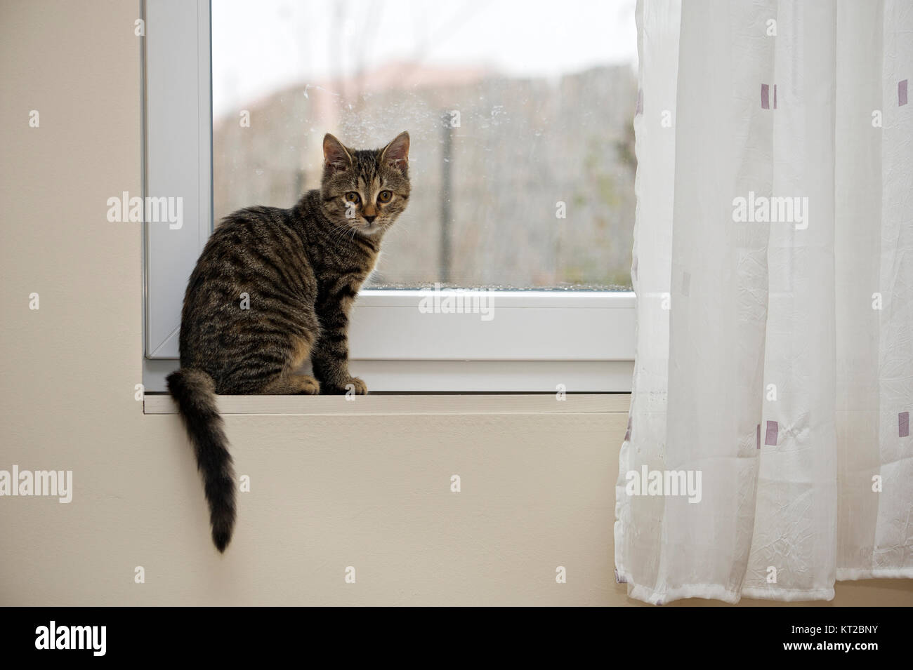 Tabby cat in the window Stock Photo - Alamy