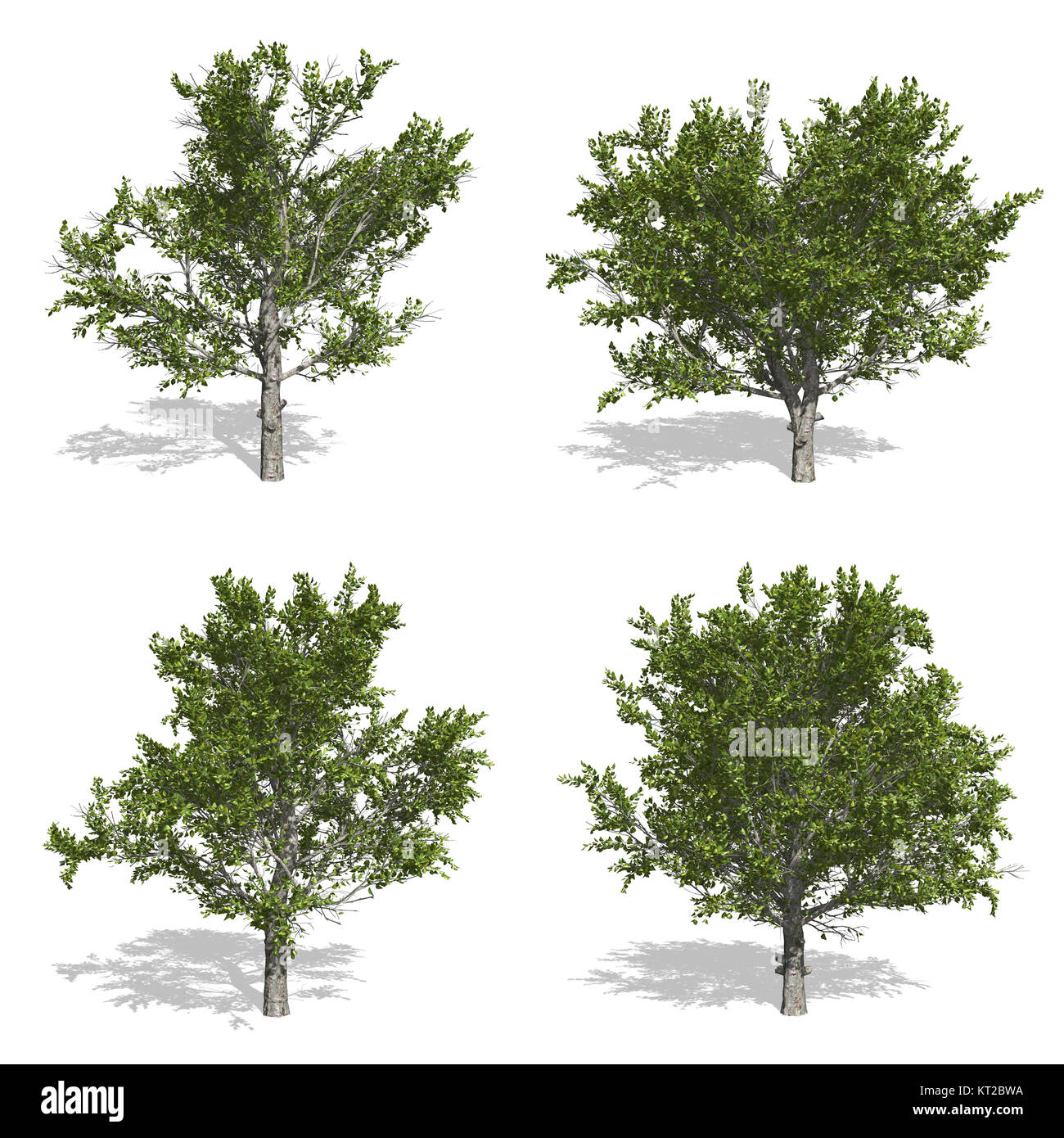 Large apple leaf tree Cut Out Stock Images & Pictures - Alamy