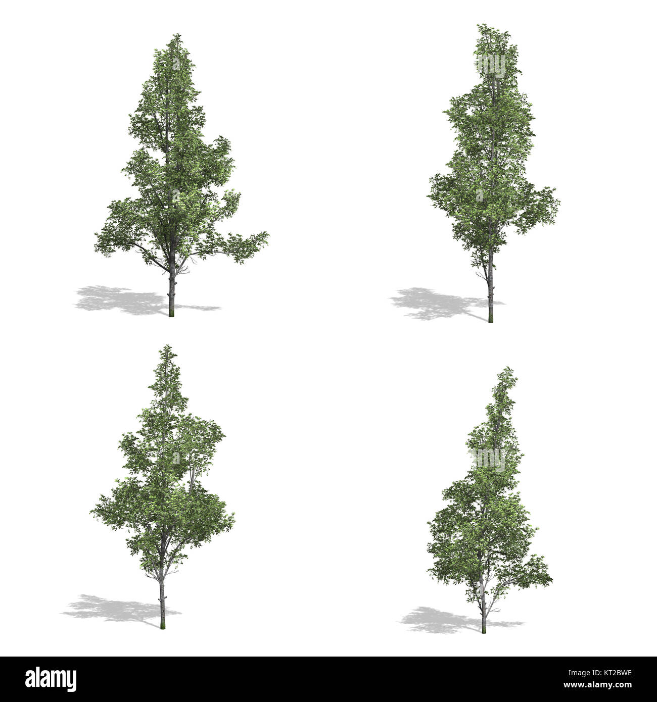 Mountain maple leaves Cut Out Stock Images & Pictures - Alamy