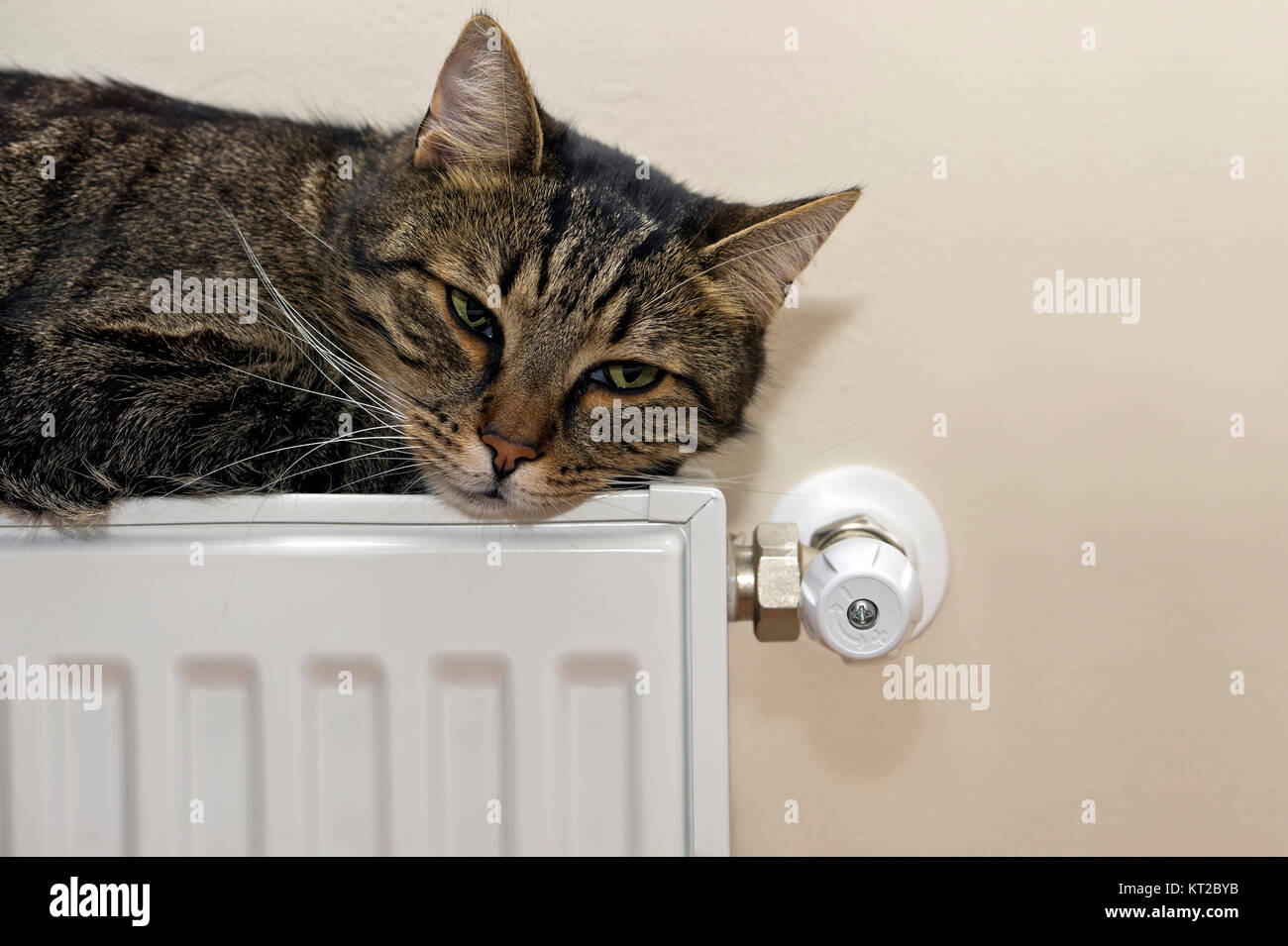 Tabby cat lying on radiator Stock Photo - Alamy