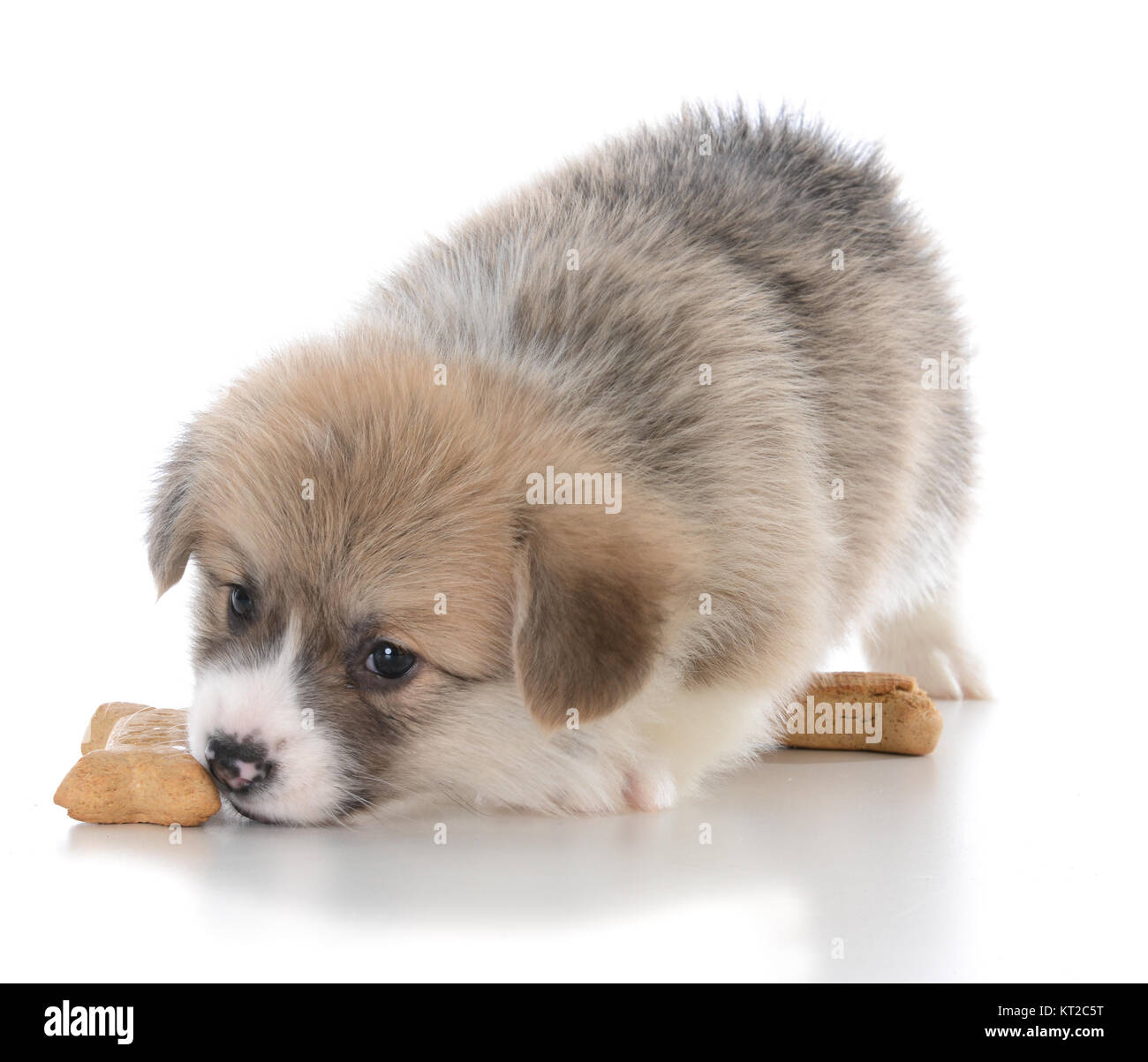 pembroke welsh corgi puppy with dog bone on white background Stock ...
