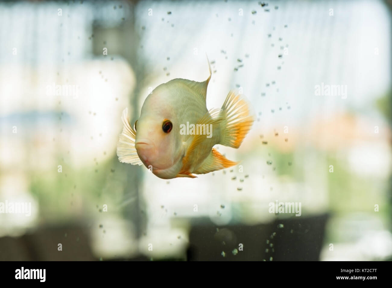 One fish in the aquarium Stock Photo - Alamy
