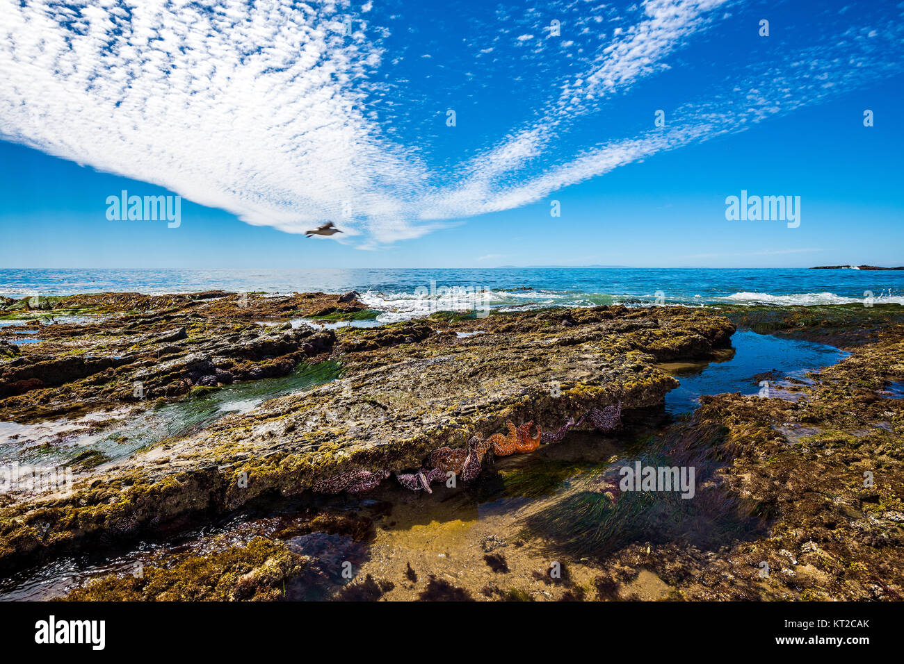Ochre starfish (Pisaster ochraceus) Crystal Cove State Park, Laguna ...