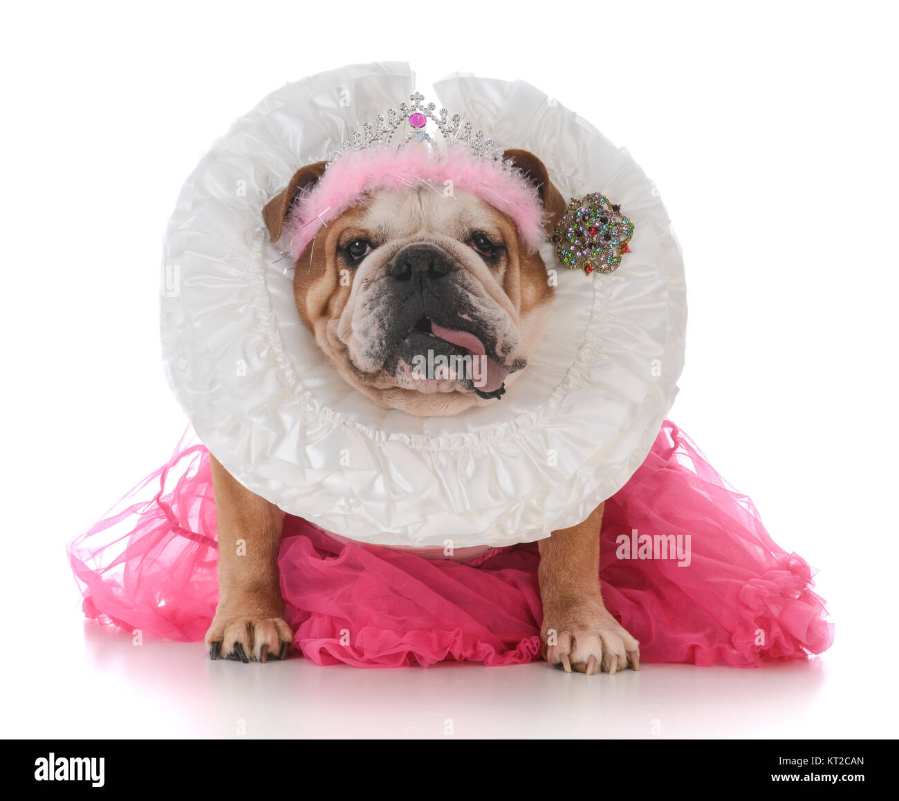 senior female bulldog dressed like a queen on white background Stock ...