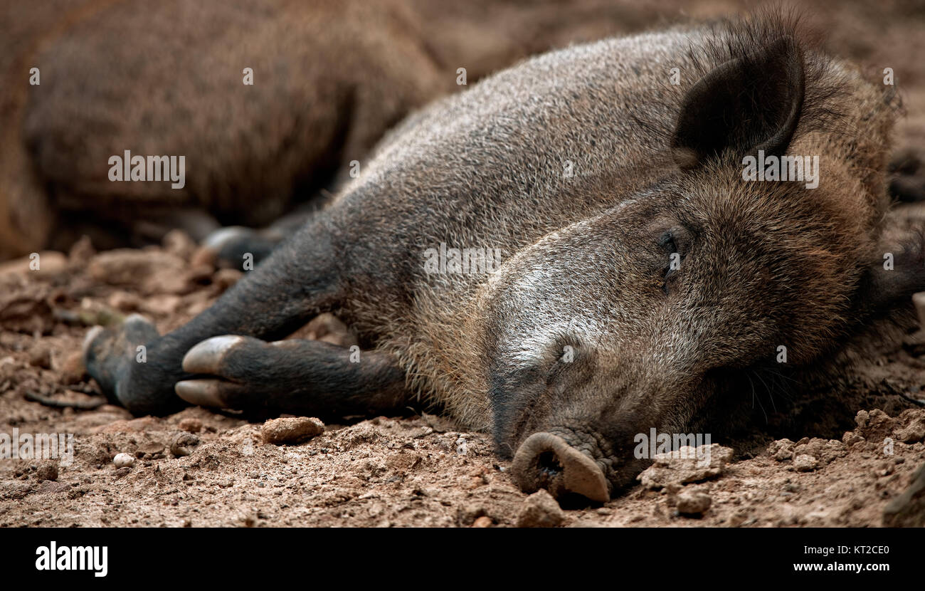 Wild boar sleeping in forest hi-res stock photography and images - Alamy