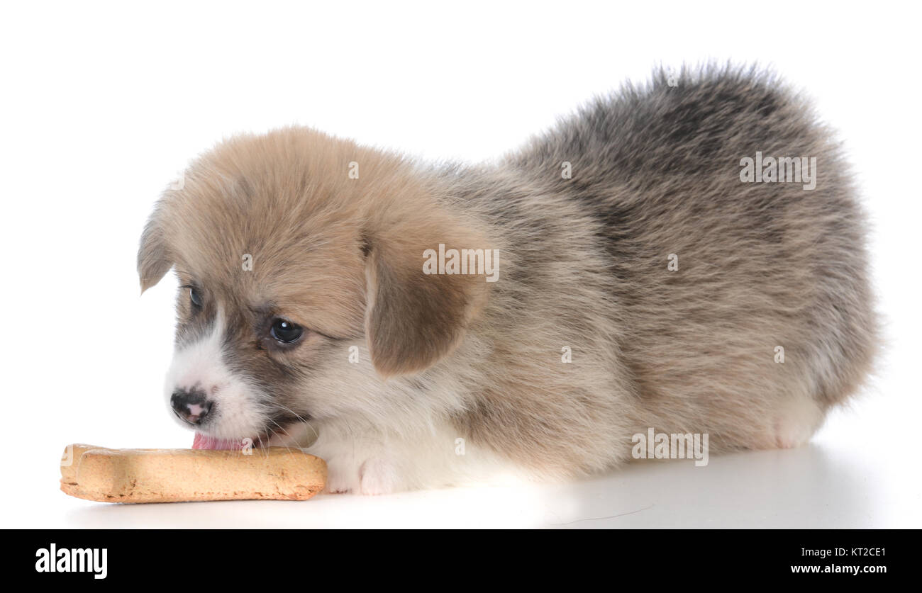 pembroke welsh corgi puppy with dog bone on white background Stock ...