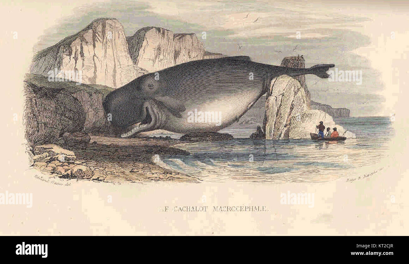32822 Le Cachalot Macrocephale is a scientific name referring to a ...