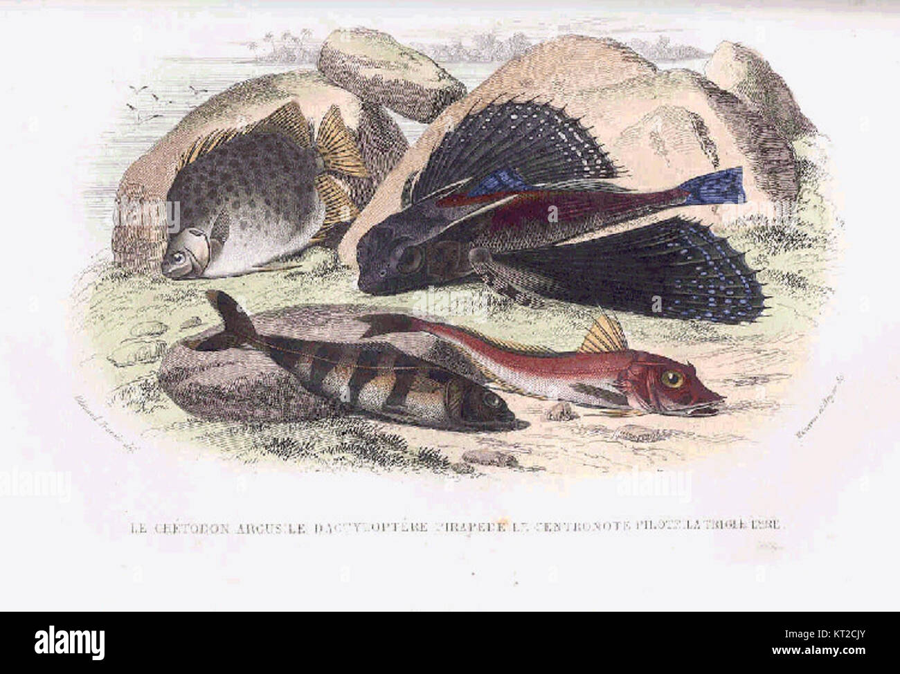 A collection of fish species, including Le Chetodon Argus, Dactyloptere ...