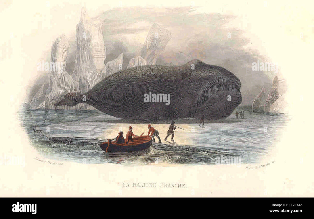 Baleine franche hi-res stock photography and images - Alamy