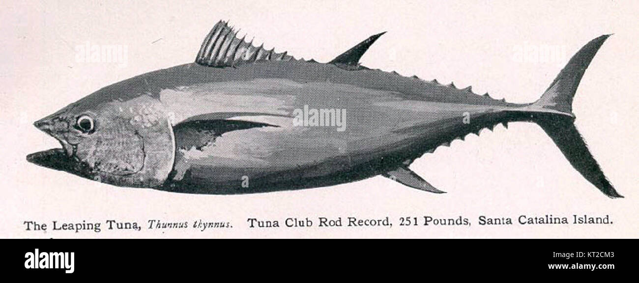 This image or reference likely depicts a tuna fish leaping out of the ...
