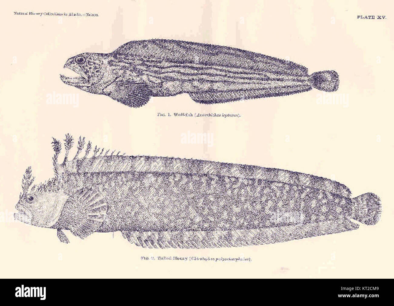 This image depicts two marine species: the Wolf-Fish (Anarrhichas ...