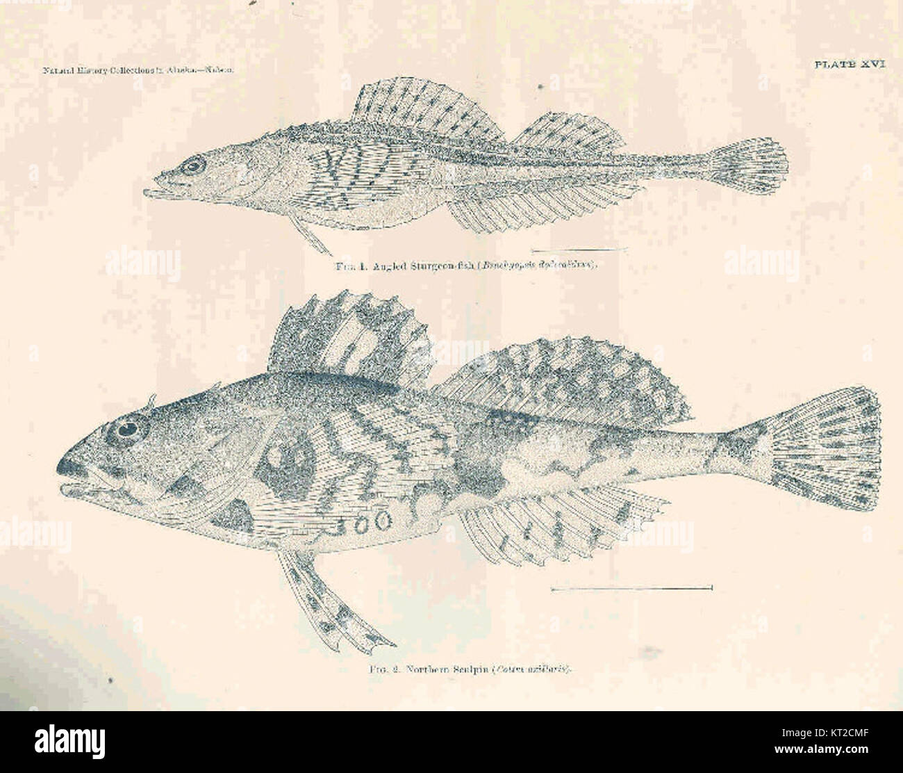 An image depicting the Angled Sturgeon-Fish (Brachyopsis dedocadrus ...