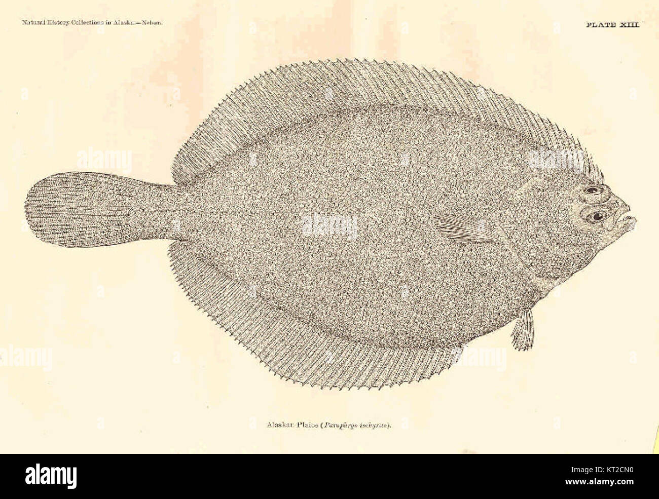 This image, identified by the number 32867, features the Alaskan plaice ...