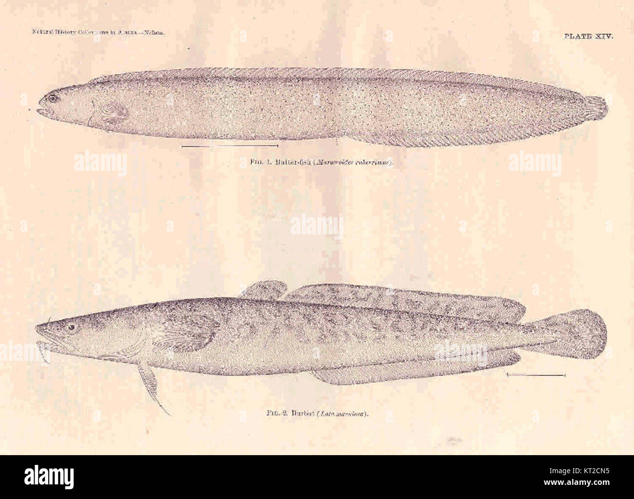 The Butter-Fish (Muraenoides ruberrimus) and Burbot (Lata maculusa) are ...