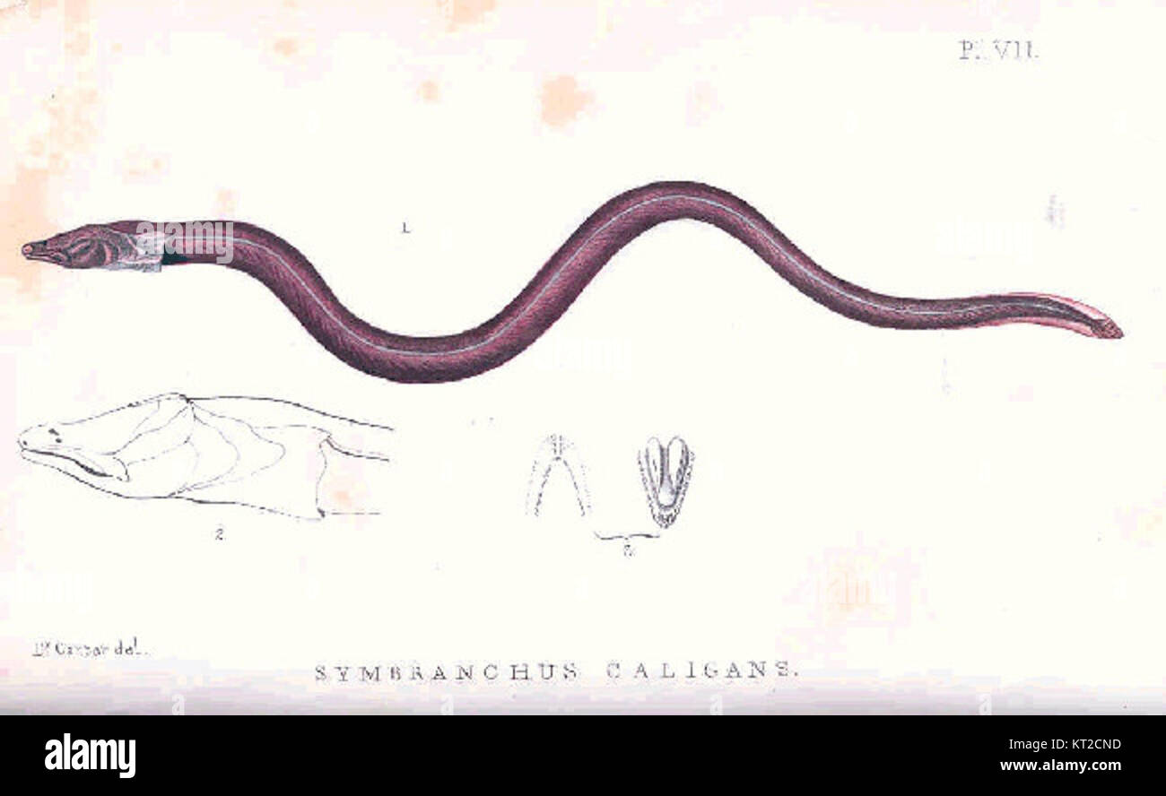 Various eel species hi-res stock photography and images - Alamy