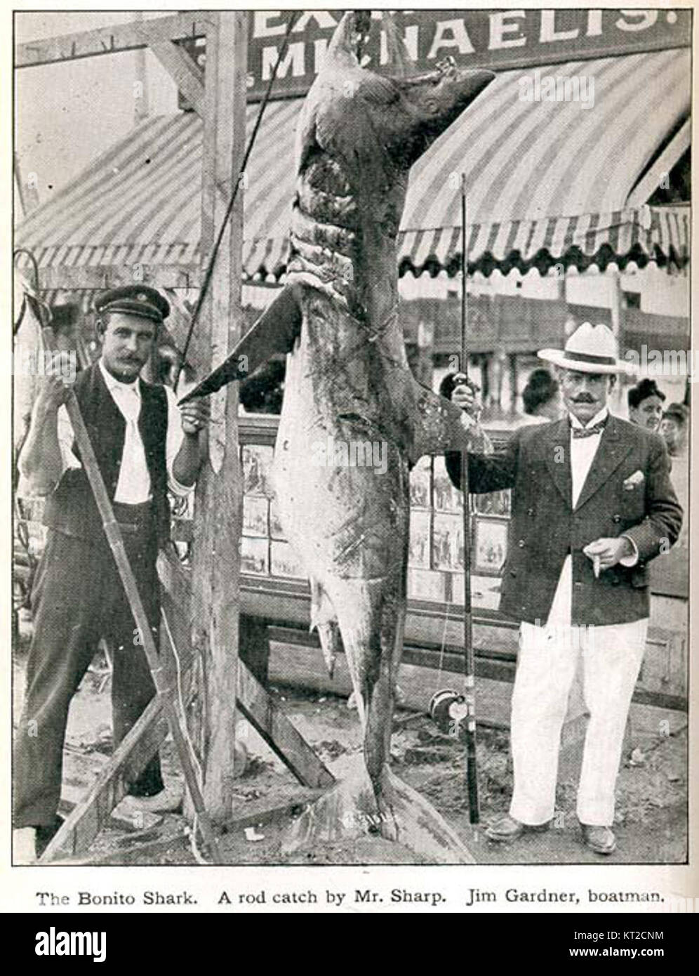The Bonito Shark, caught by Mr. Sharp, is featured in this historical ...