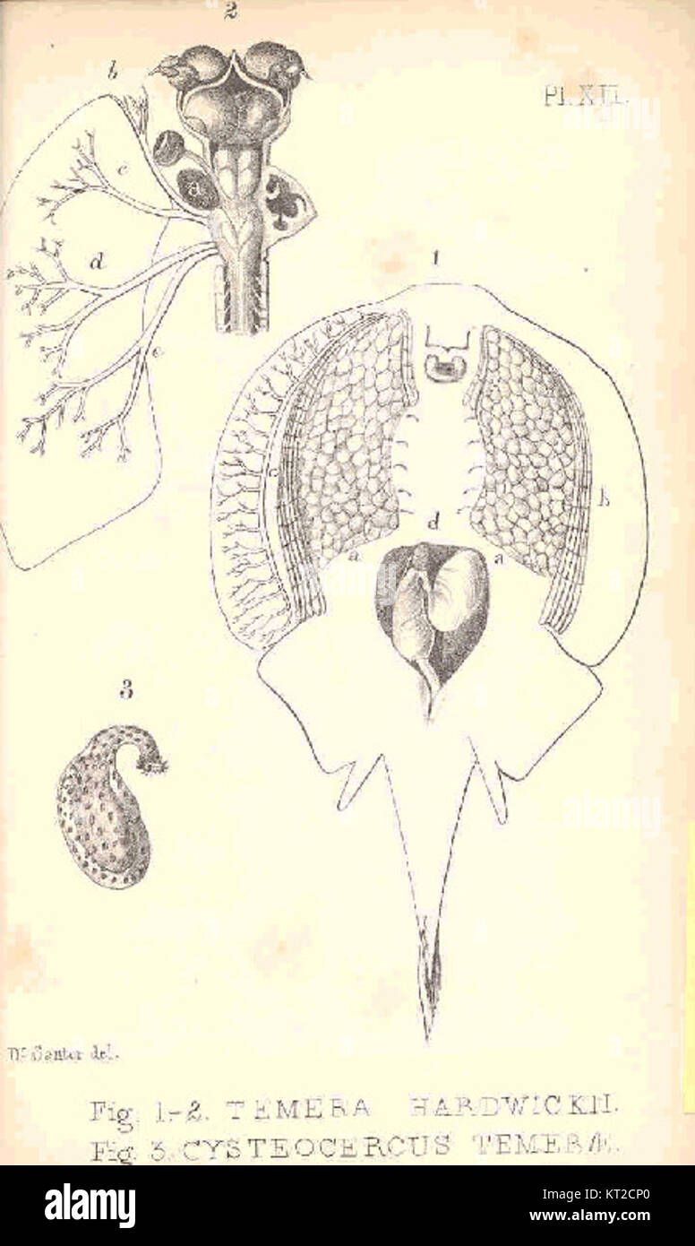 32898 Temera Hardwickii and Cysteocercus Temerae refer to species of ...