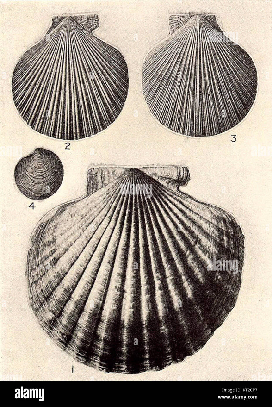 The image features the shells of two species of scallops: Pecten ...