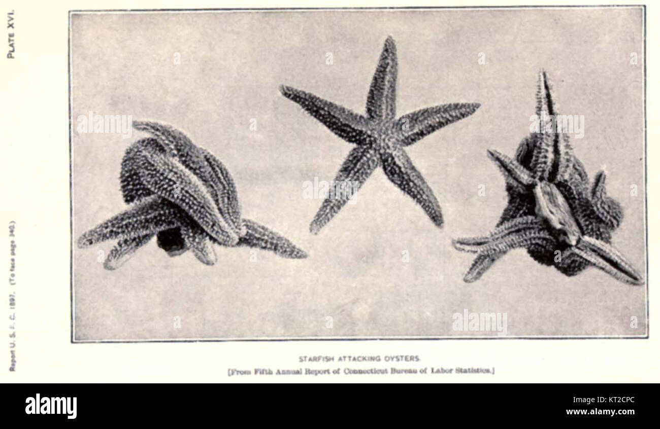 Starfish are predatory marine creatures known for attacking and feeding ...