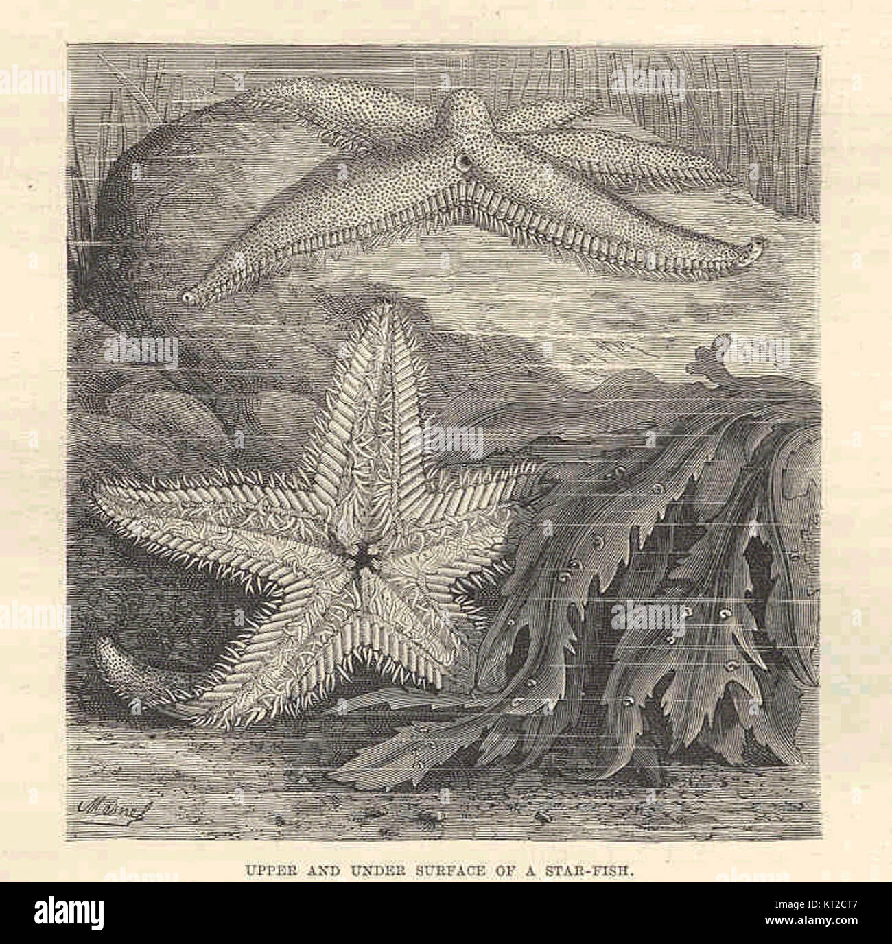 Detailed radial symmetry hi-res stock photography and images - Alamy