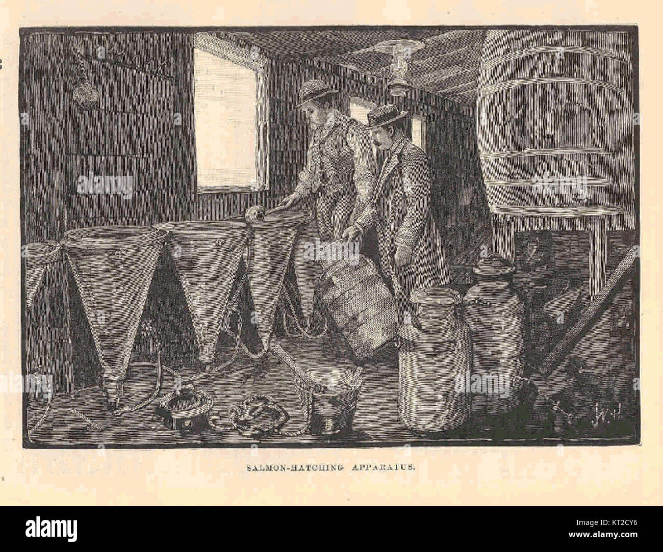 Salmon hatching hi-res stock photography and images - Alamy