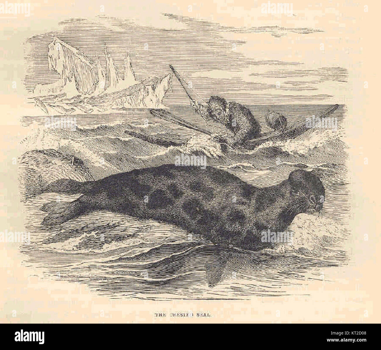 Crested Seal High Resolution Stock Photography and Images - Alamy