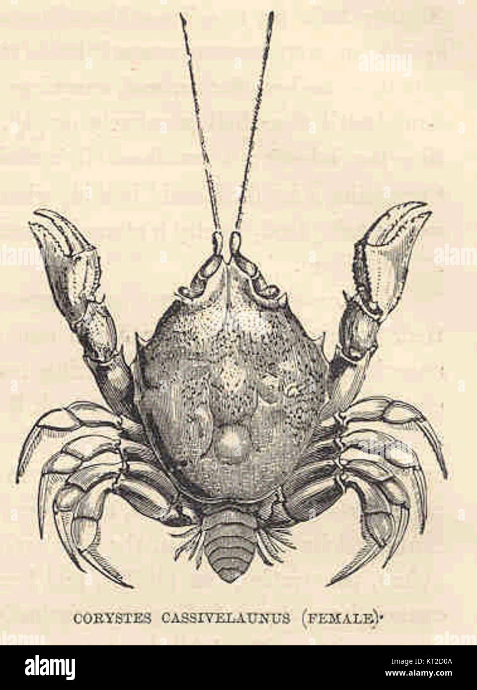 The specimen 33012 Corystes Cassivelaunus represents a female of this ...