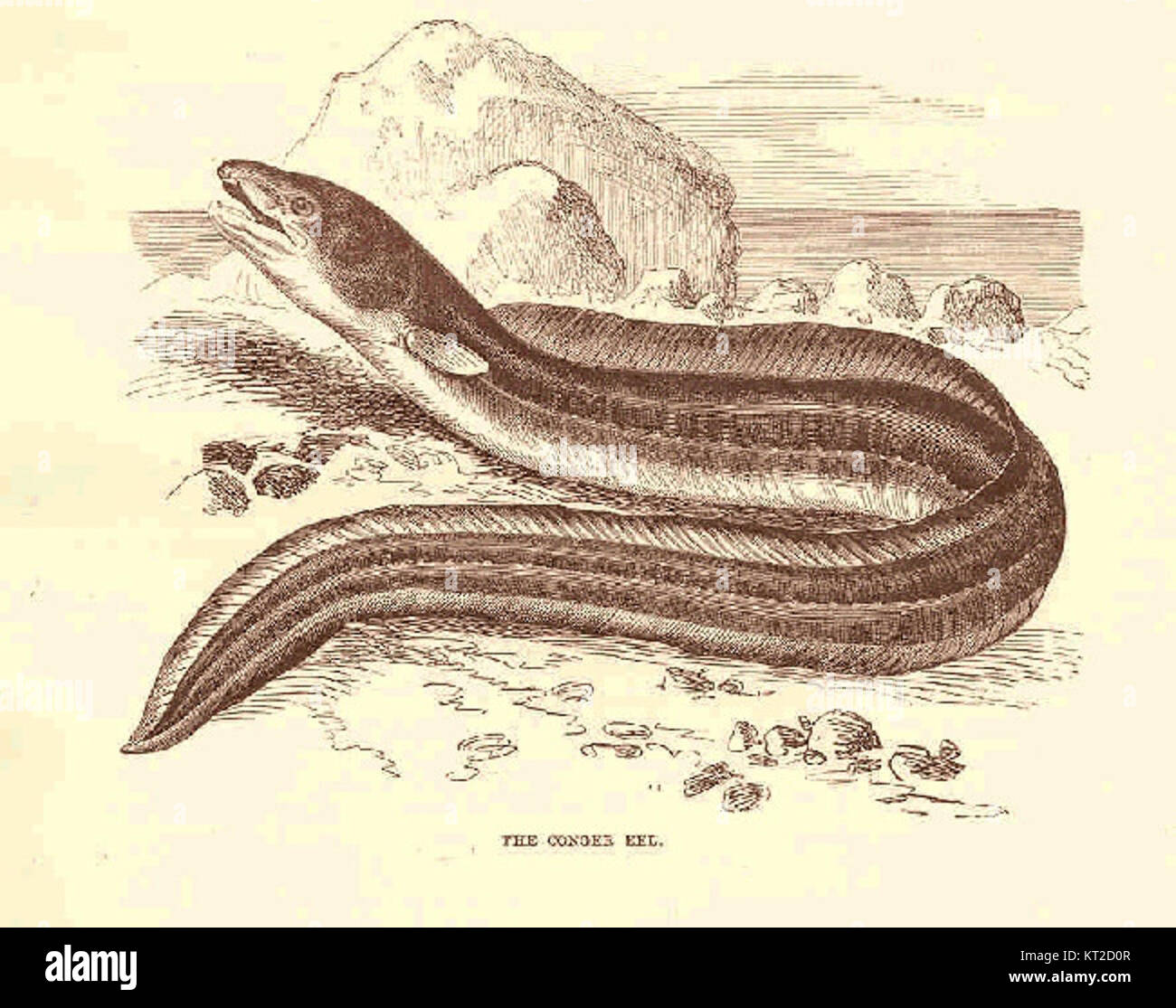 Long slender body hi-res stock photography and images - Alamy