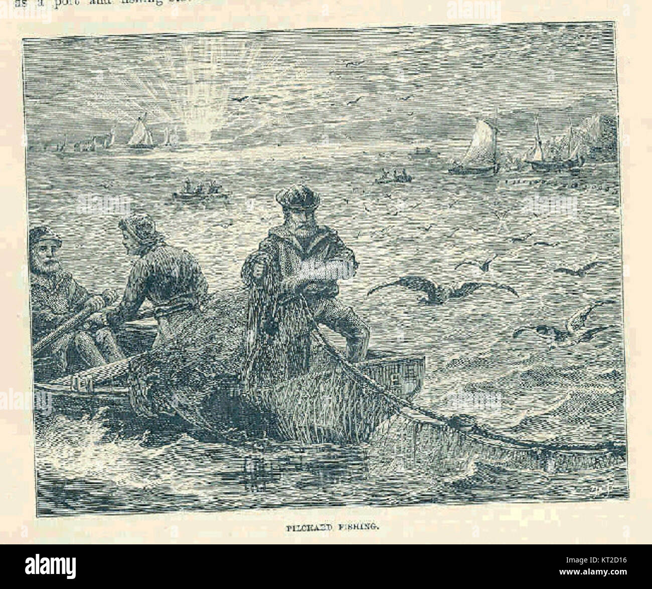 This photograph captures the process of pilchard fishing, a traditional ...