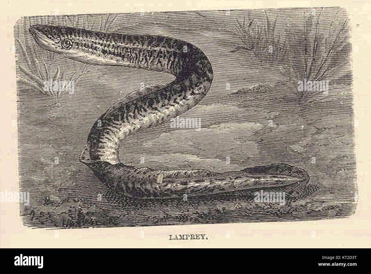 Lampreys biological characteristics hi-res stock photography and images ...