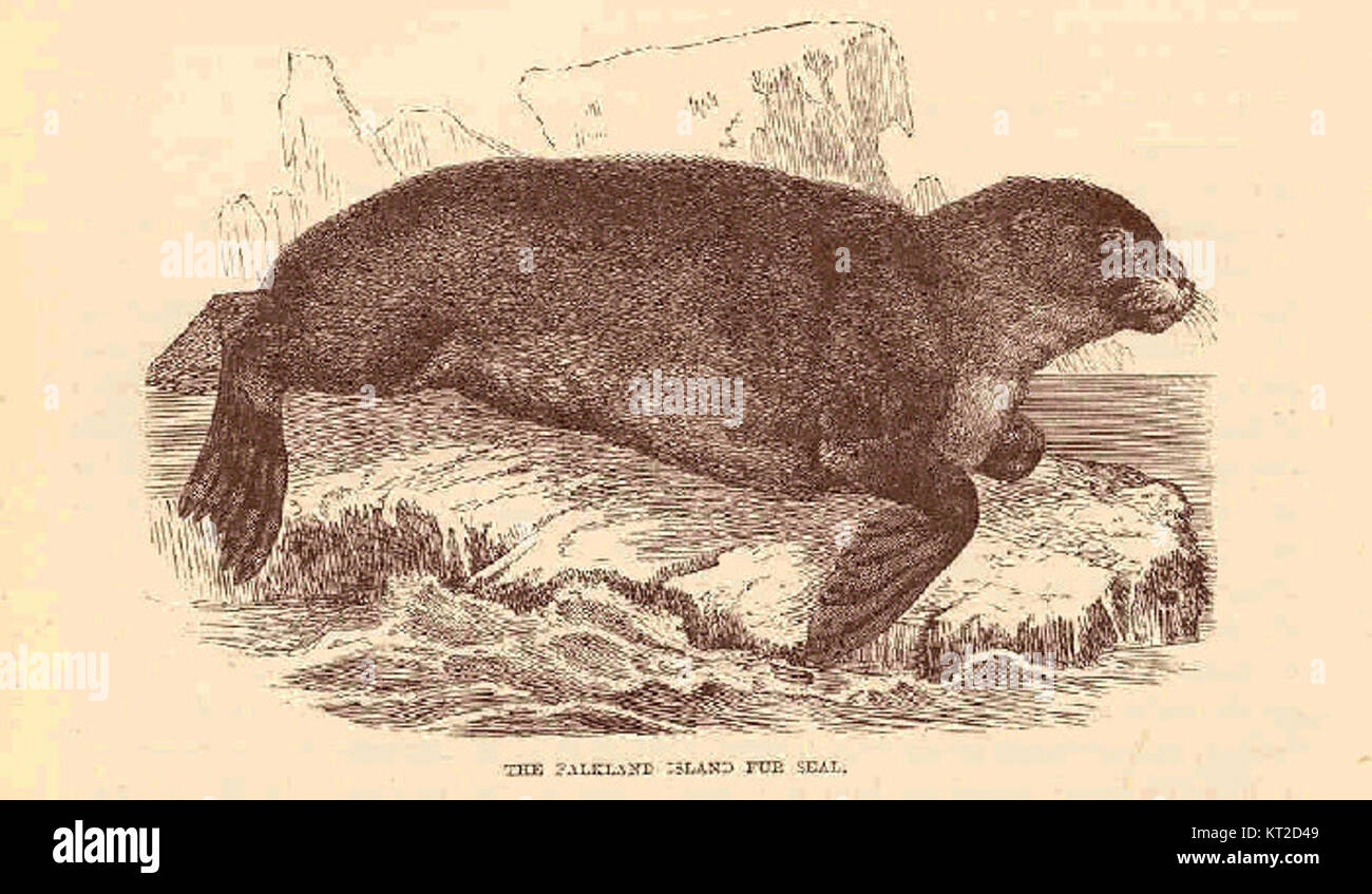 A photograph of the Falkland Island Fur Seal, a marine mammal native to ...