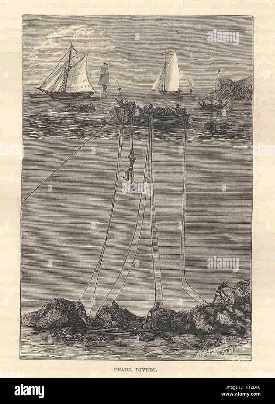 Pearl Divers refers to a group or business involved in the collection ...