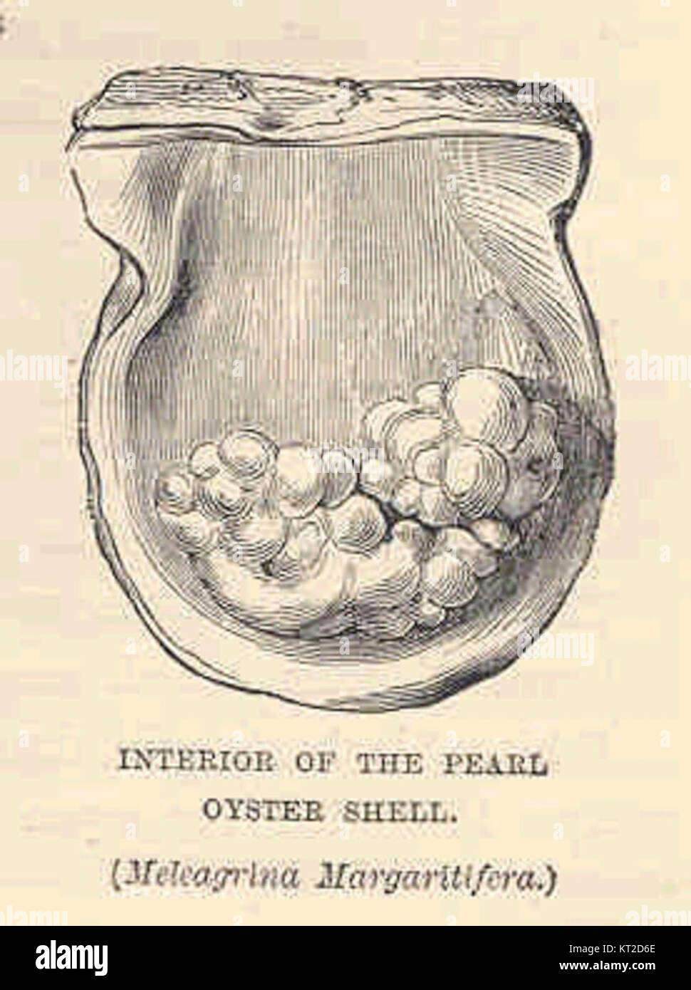 The image 'Interior of the Pearl Oyster Shell' showcases the detailed ...