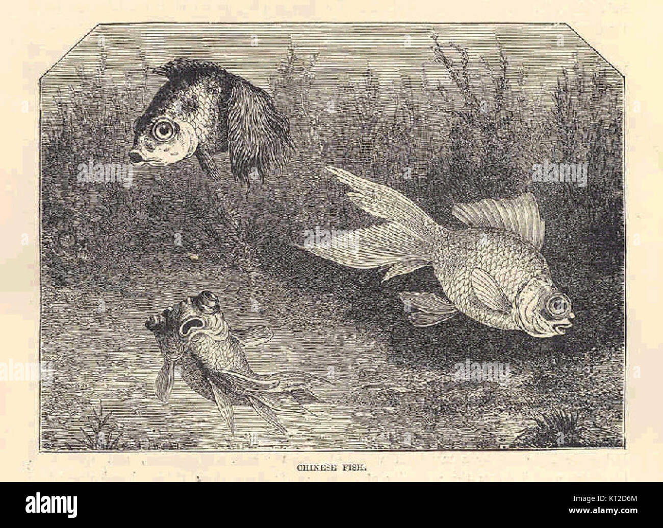 A specimen marked as 33128, depicting Chinese fish, represents a ...