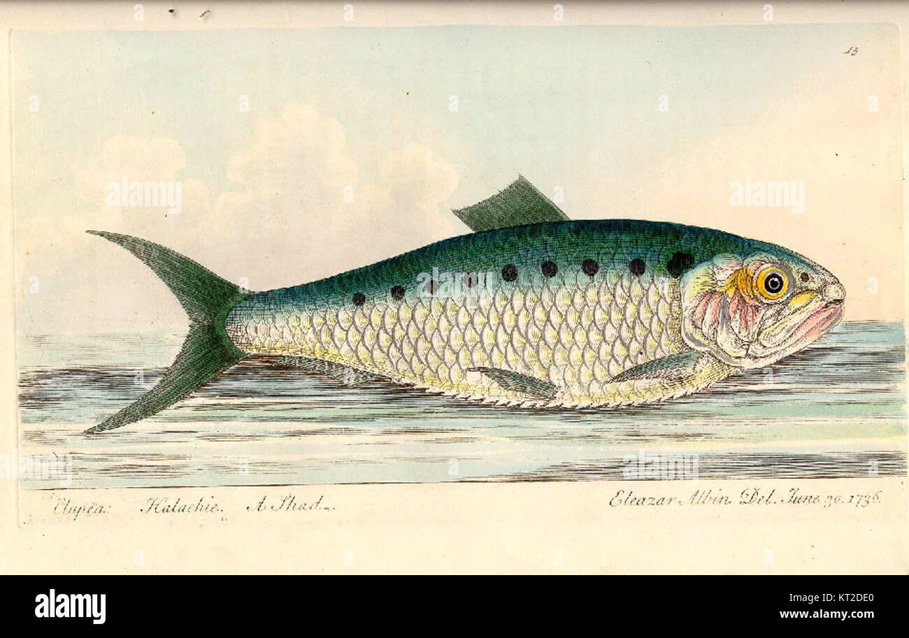 This image depicts various species of fish, including Clupea (herrings ...