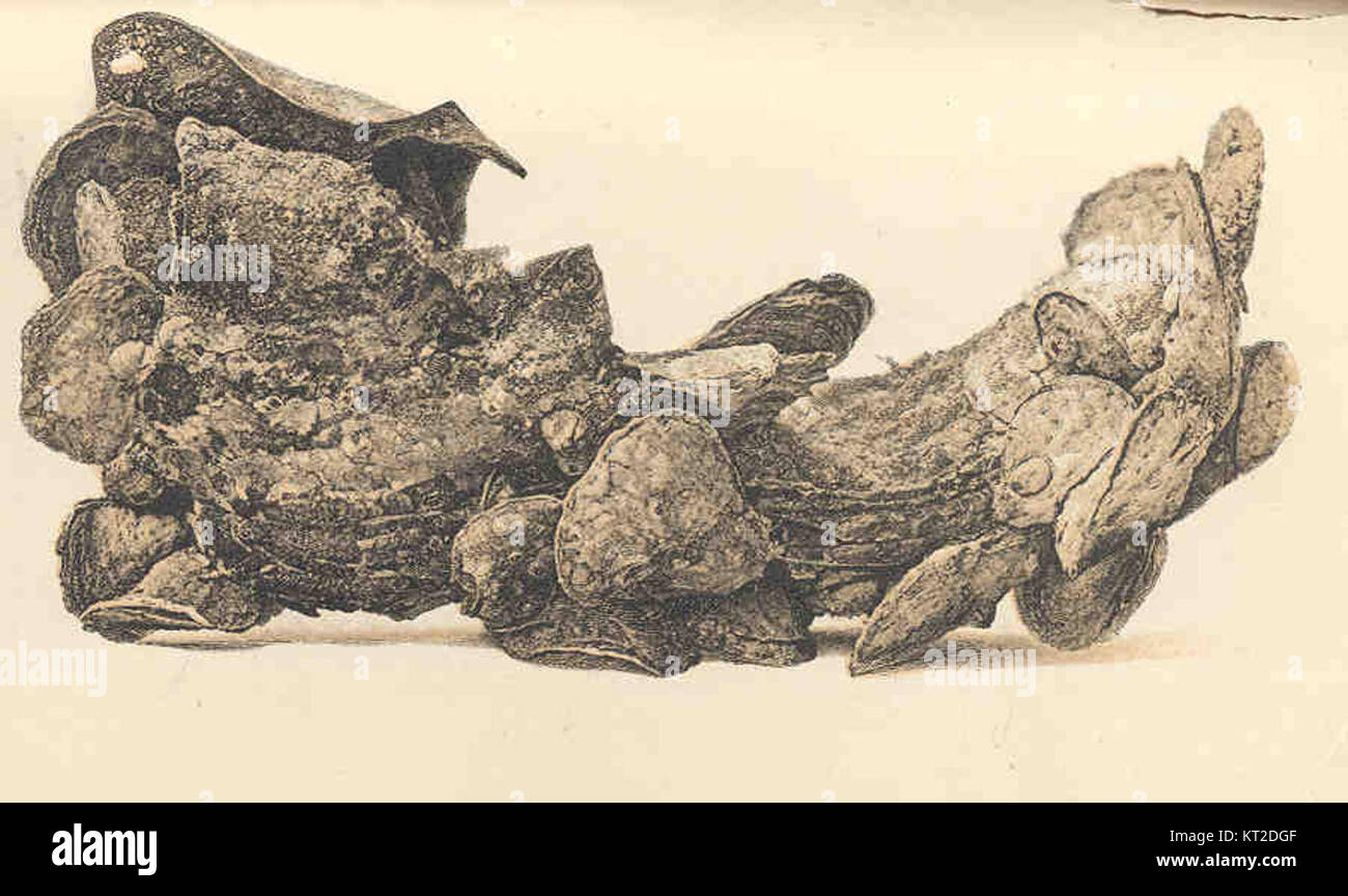 This image features an old oyster shell at one-fourth its natural size ...