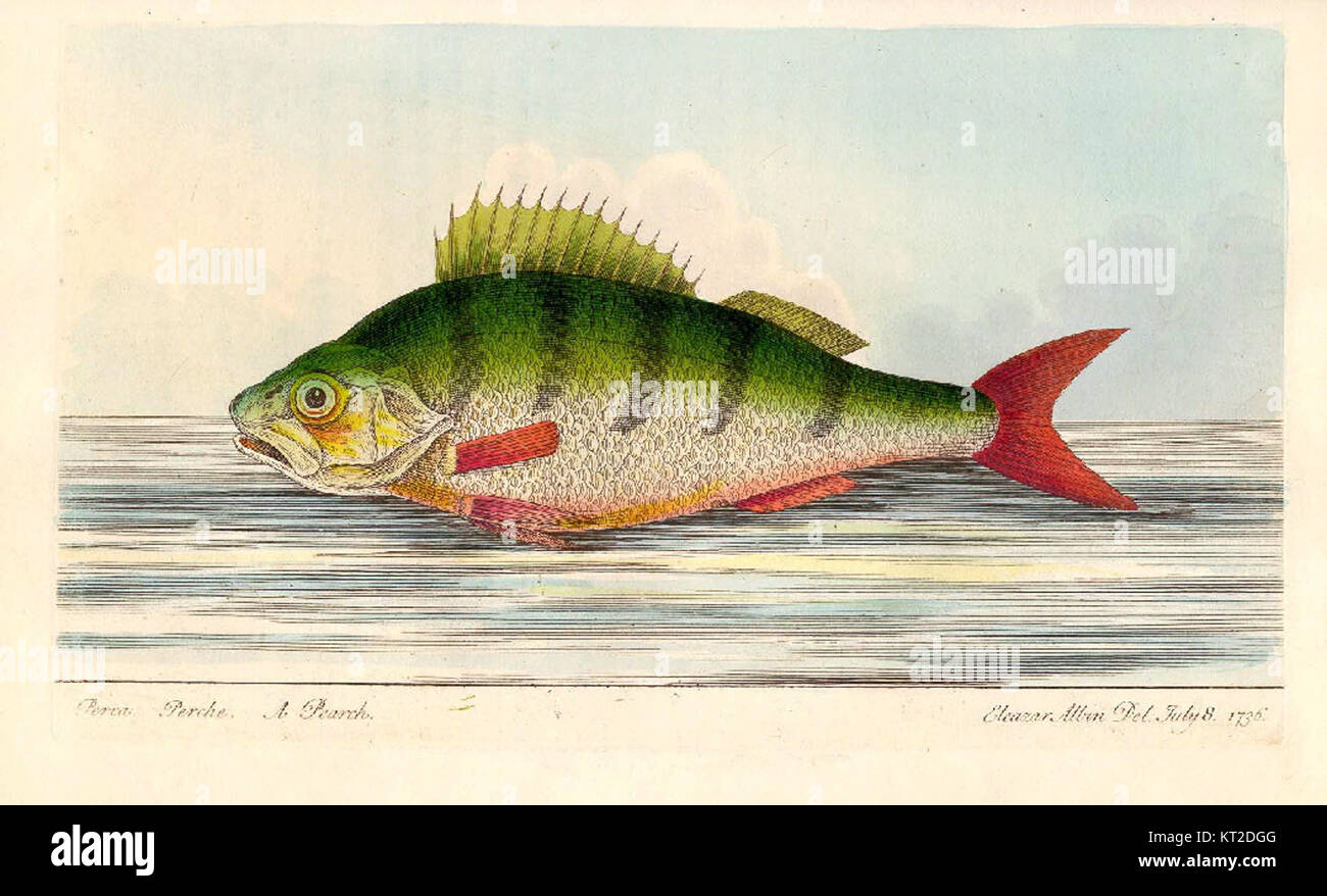 Freshwater fish classification hi-res stock photography and images - Alamy