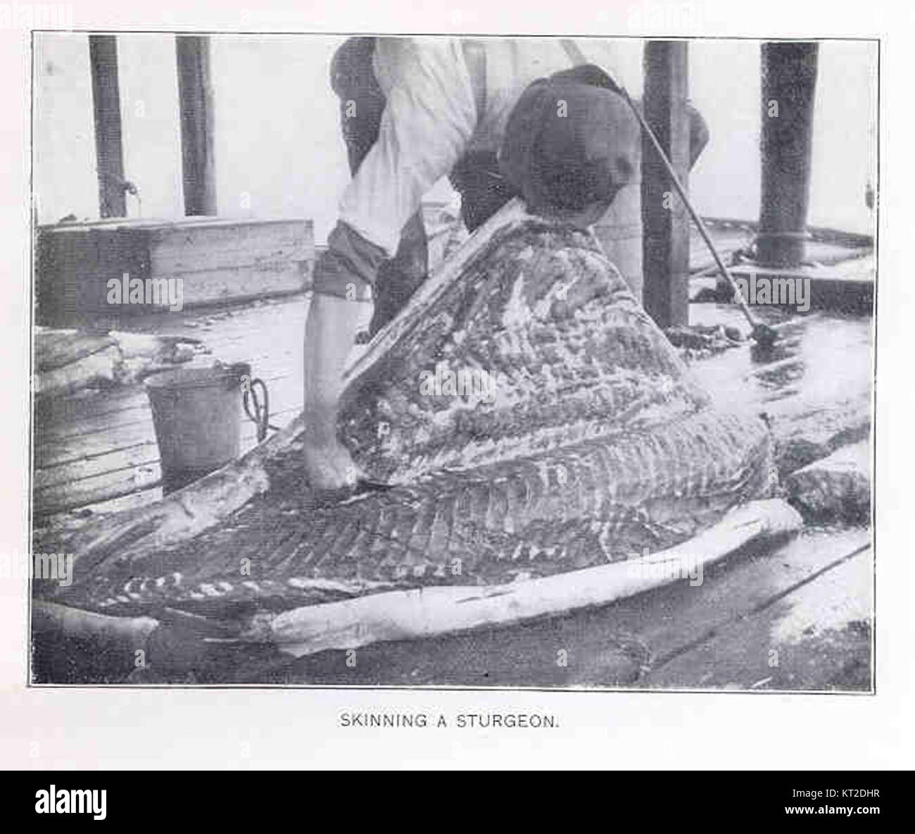 This image captures the process of skinning a sturgeon, a large fish ...