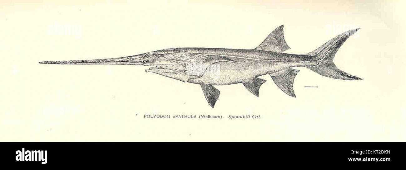 Polyodon spathula, commonly known as the paddlefish, is a freshwater ...