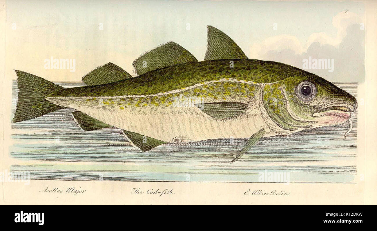 Asellus Major, commonly known as the Cod Fish, is a species of fish ...