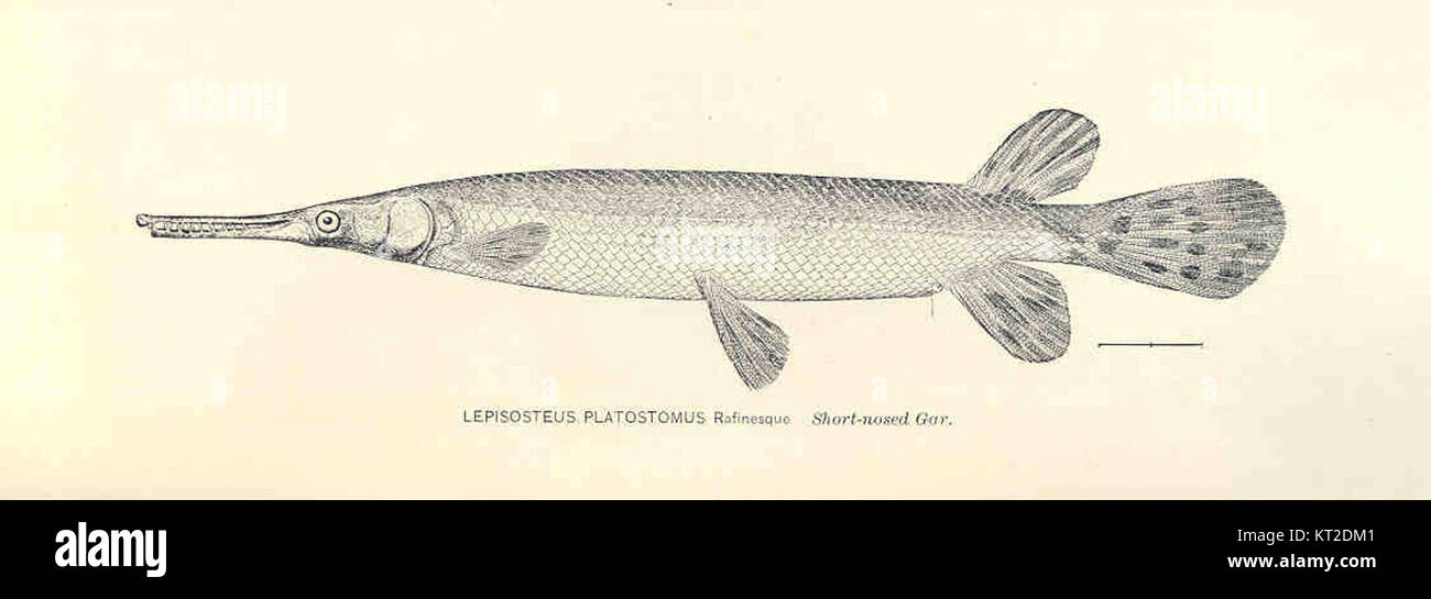 Lepisosteus platostomus, commonly known as the spotted gar, is a ...