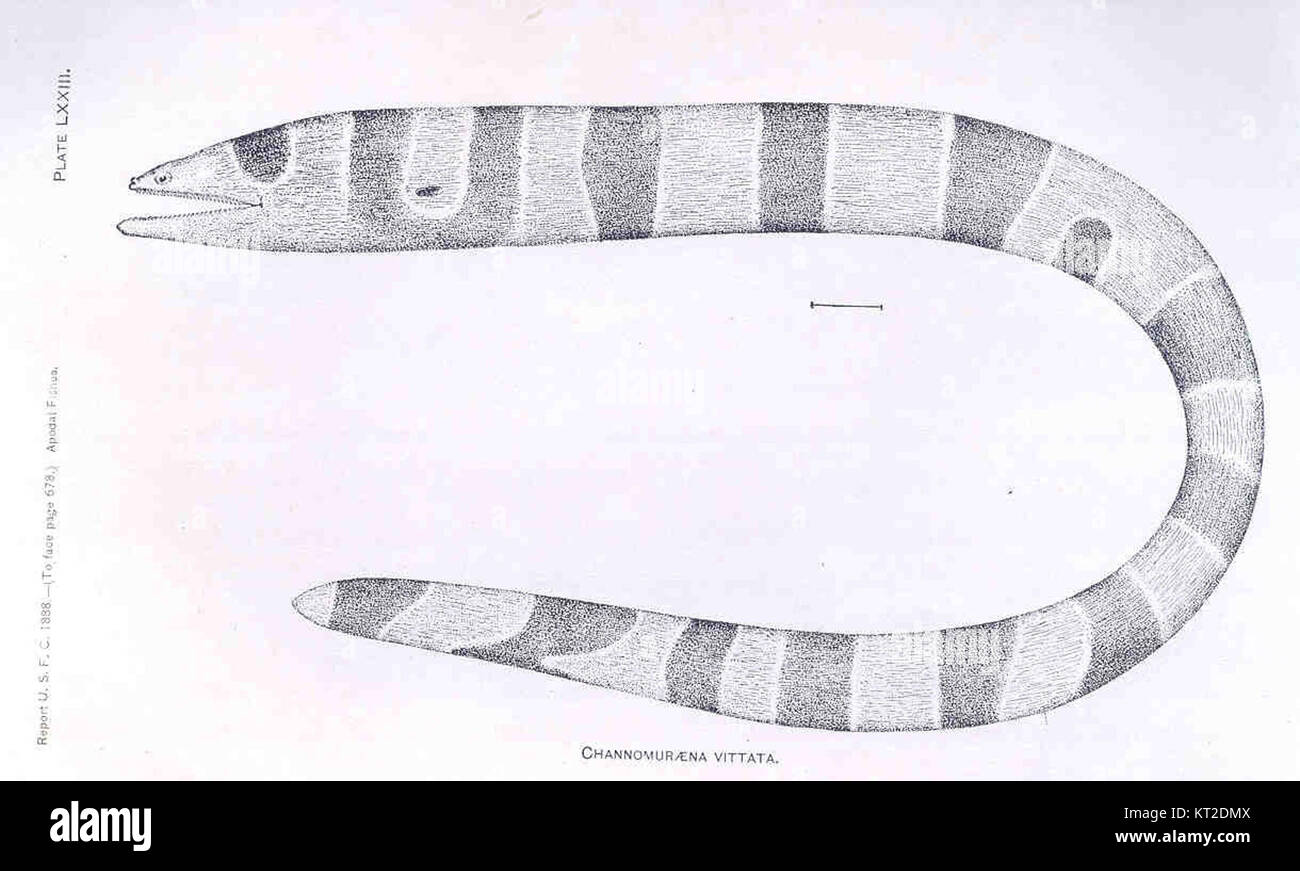 Various eel species hi-res stock photography and images - Alamy