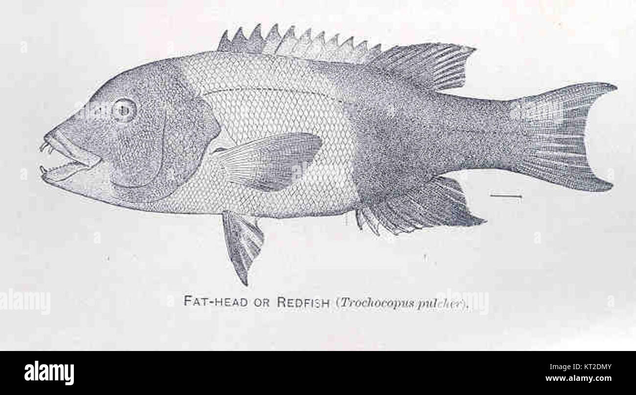 The Fat-Head, or Redfish, is a species of fish known for its ...