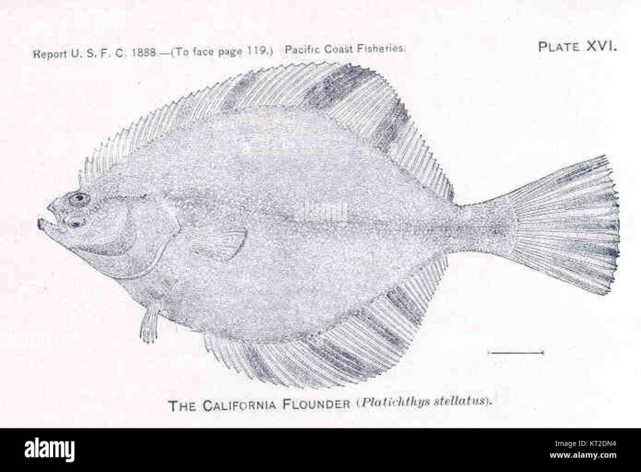 The California Flounder is a species of flatfish native to the coastal ...