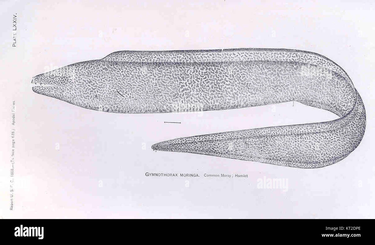 33389 Gymnothorax Moringa Stock Photo - Alamy