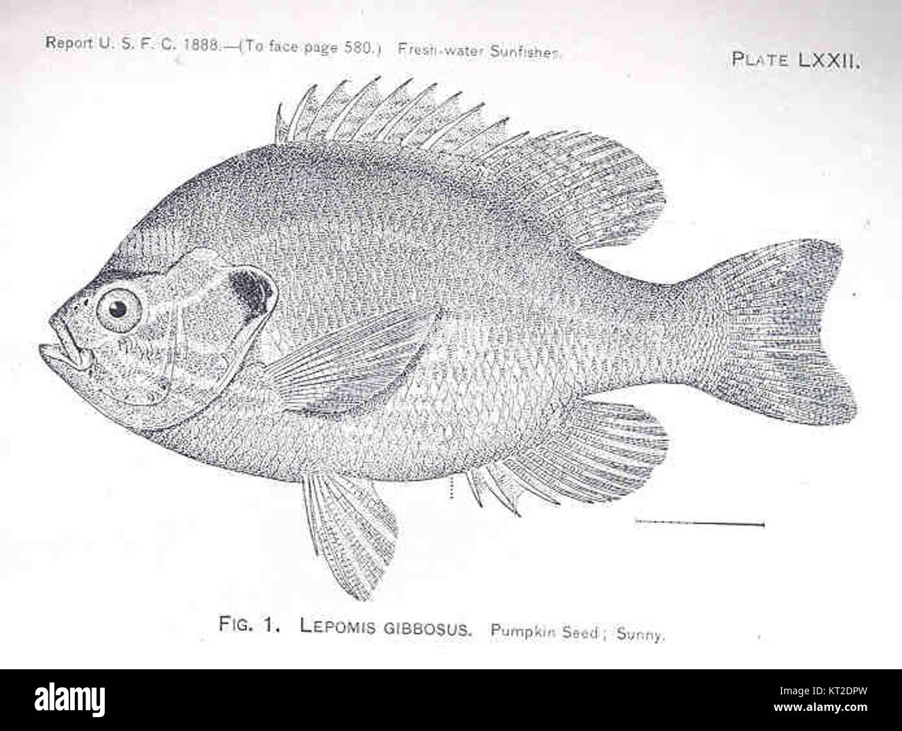 Lepomis gibbosus, commonly known as the pumpkinseed sunfish, is a ...