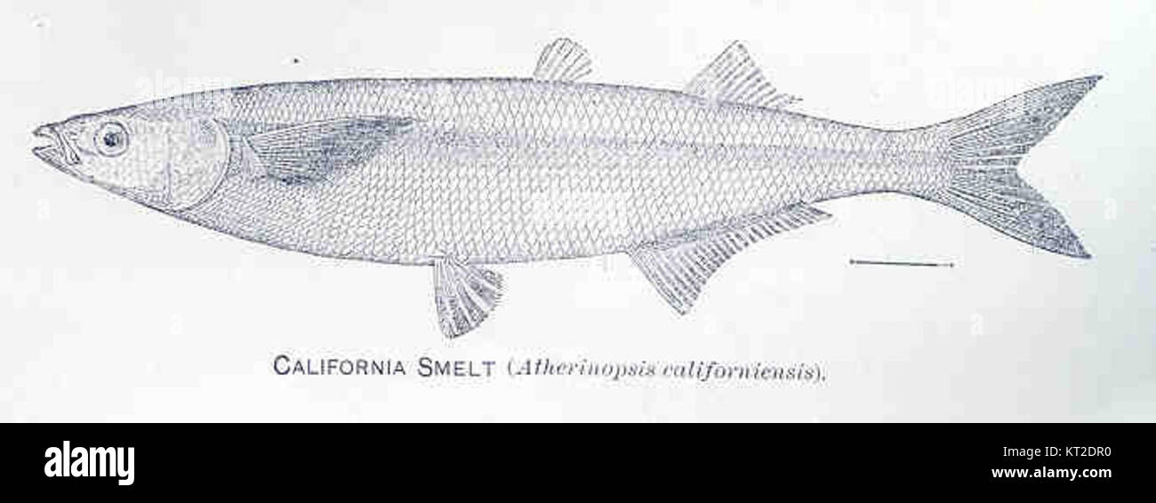 California smelt hi-res stock photography and images - Alamy
