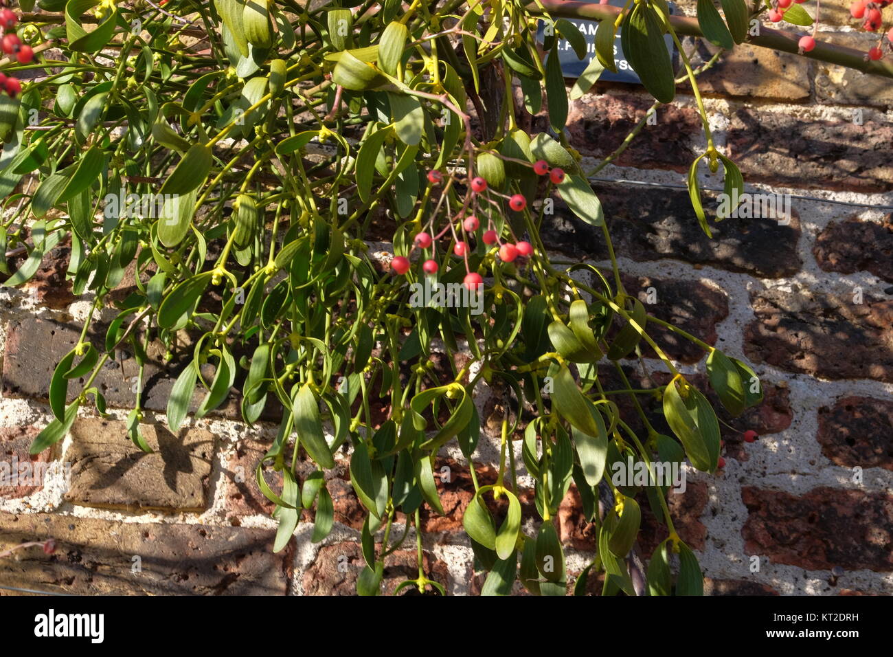 Mistletoe white berries Stock Photo - Alamy