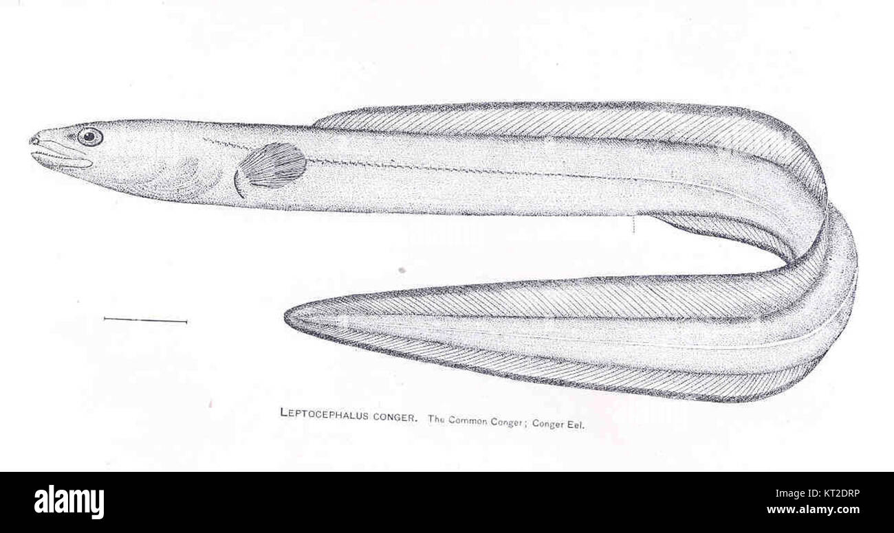 Leptocephalus hi-res stock photography and images - Alamy