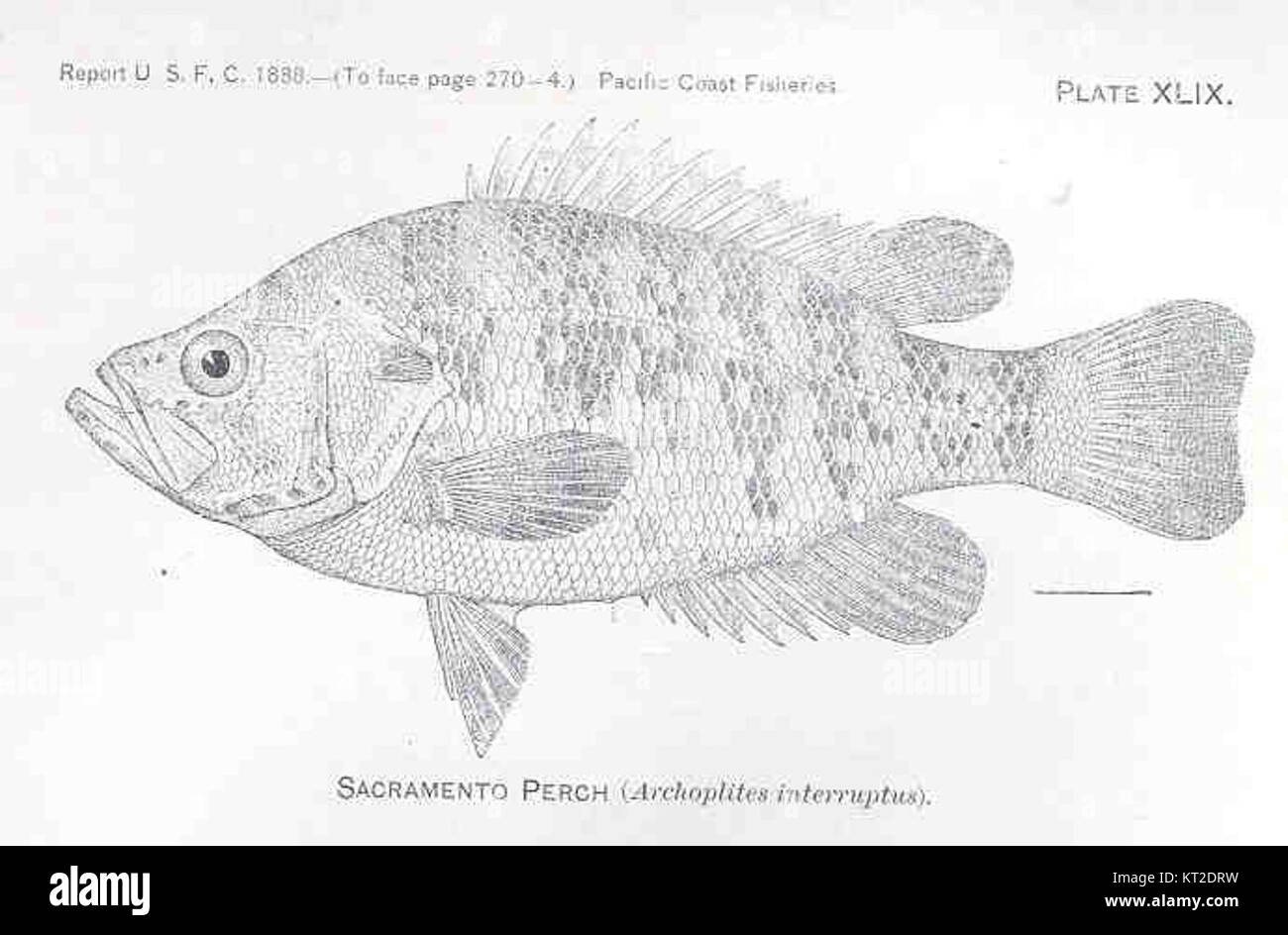 33415 Sacramento Perch refers to a species of fish native to California ...